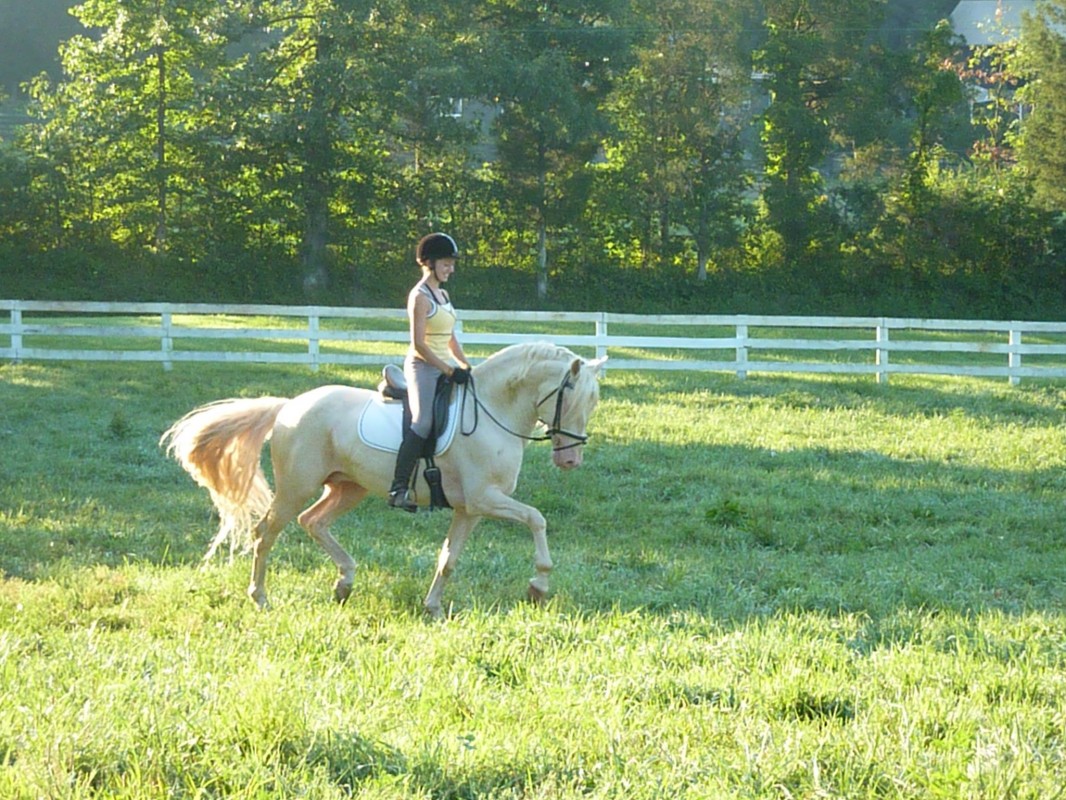 Saphiro Photo Gallery | JC Andalusians